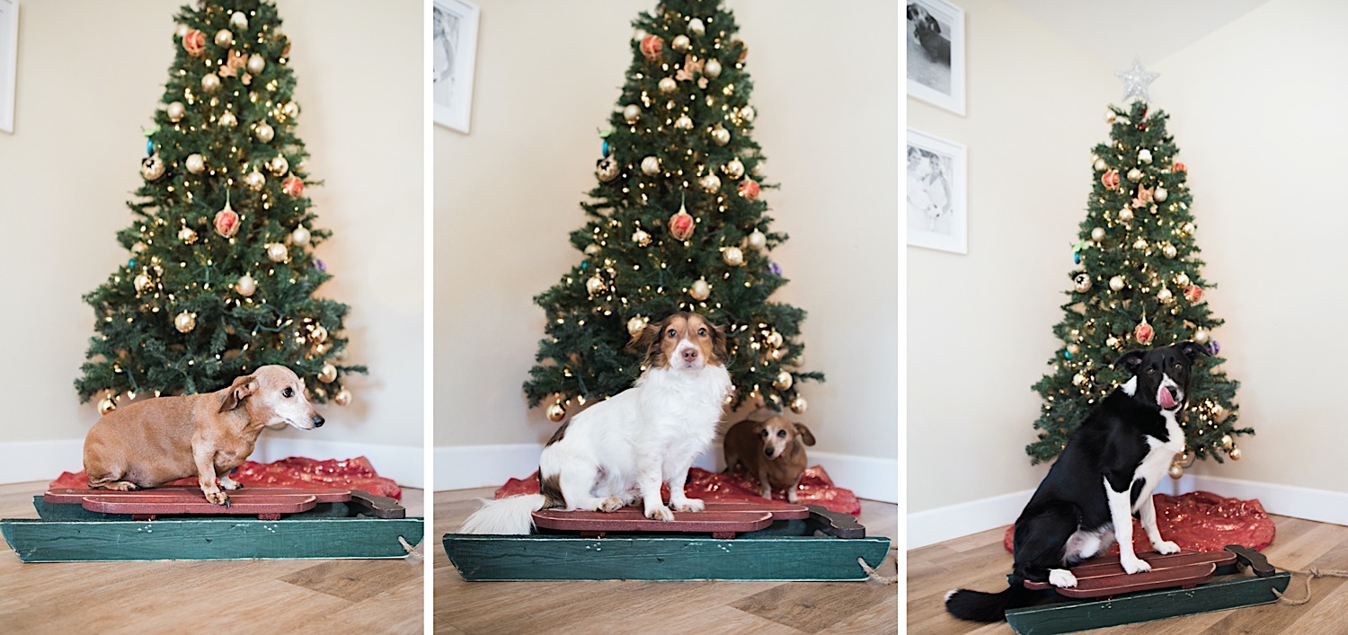 Dog Days of Christmas | Cupp Holiday Lifestyle Photos | DeLine Photography